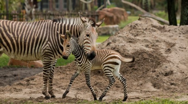 New Zebra Foal at Disney’s Animal Kingdom Lodge – KennythePirate.com