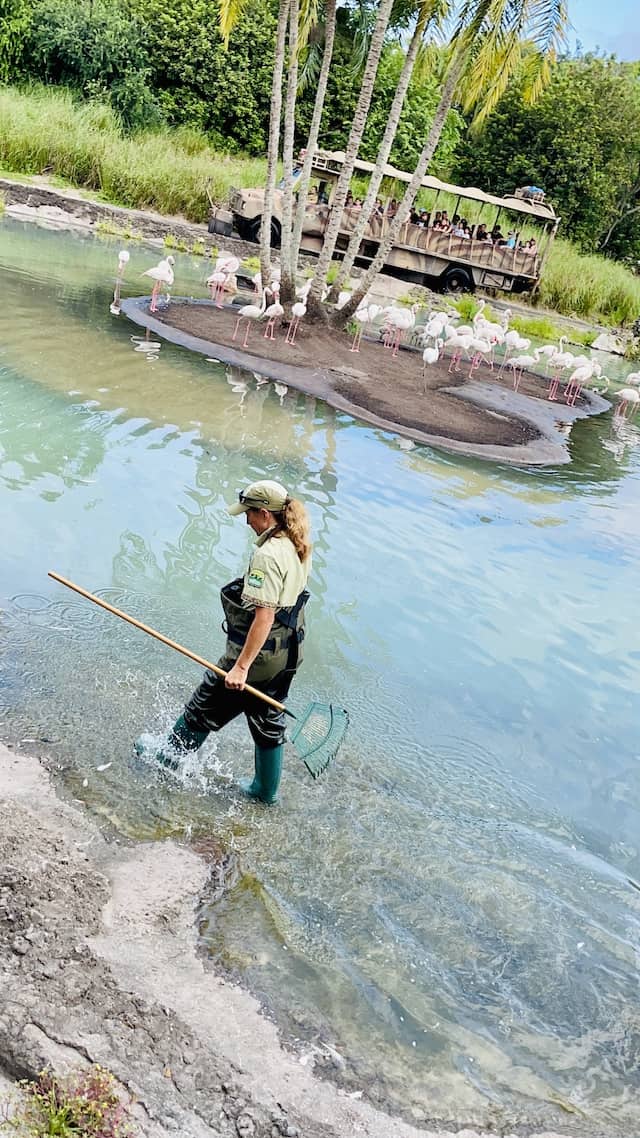 safari cast member – KennythePirate.com