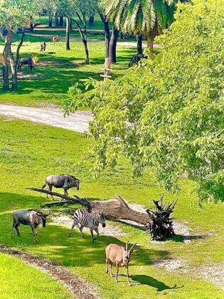 What You Need to Know about the Difference in Kidani Village and Jambo ...