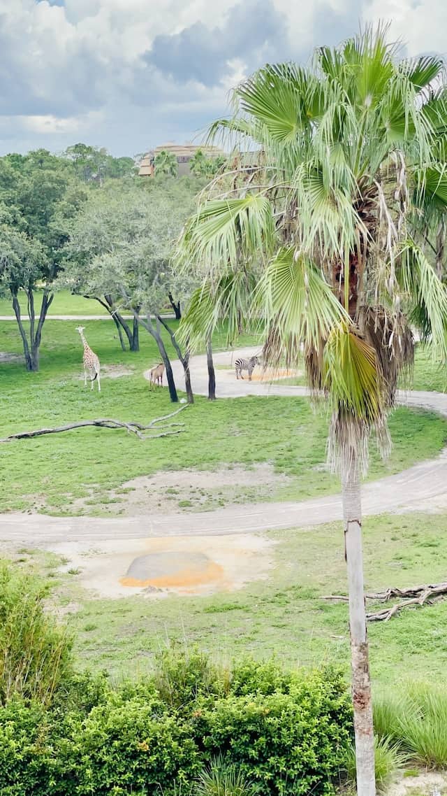 Animal kingdom Lodge DVC savannah view room44 - KennythePirate.com