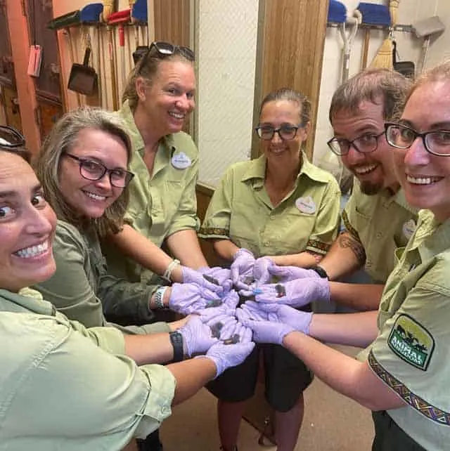 Disney Welcomes New Baby Hedgehogs to The Family - KennythePirate.com