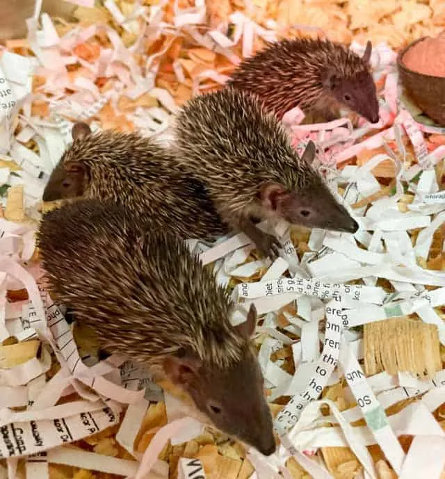 Disney Welcomes New Baby Hedgehogs to The Family – KennythePirate.com