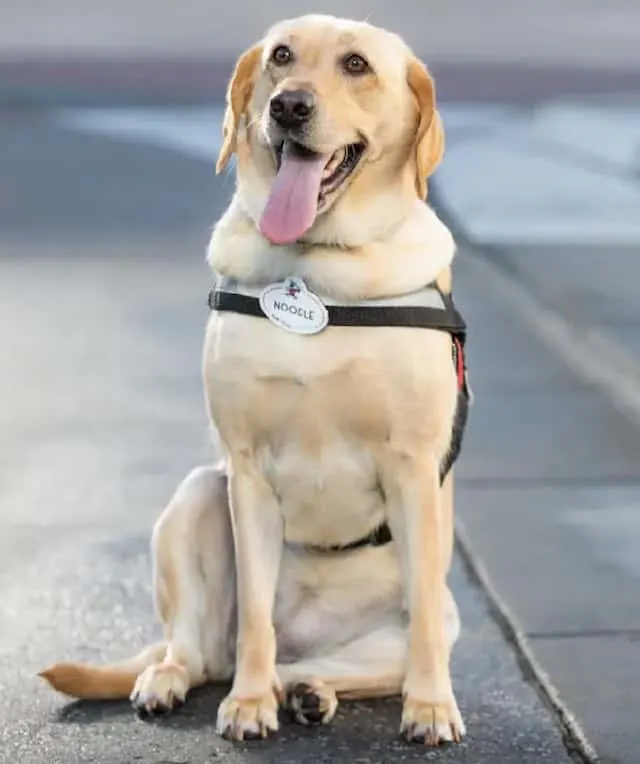 Disney is Introducing a Very Special Imagineer – KennythePirate.com