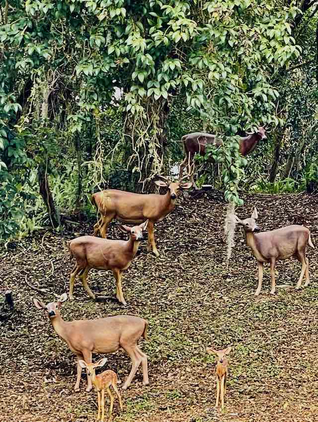 5 Lesser Known Magic Kingdom Attractions Your Family Will Love ...