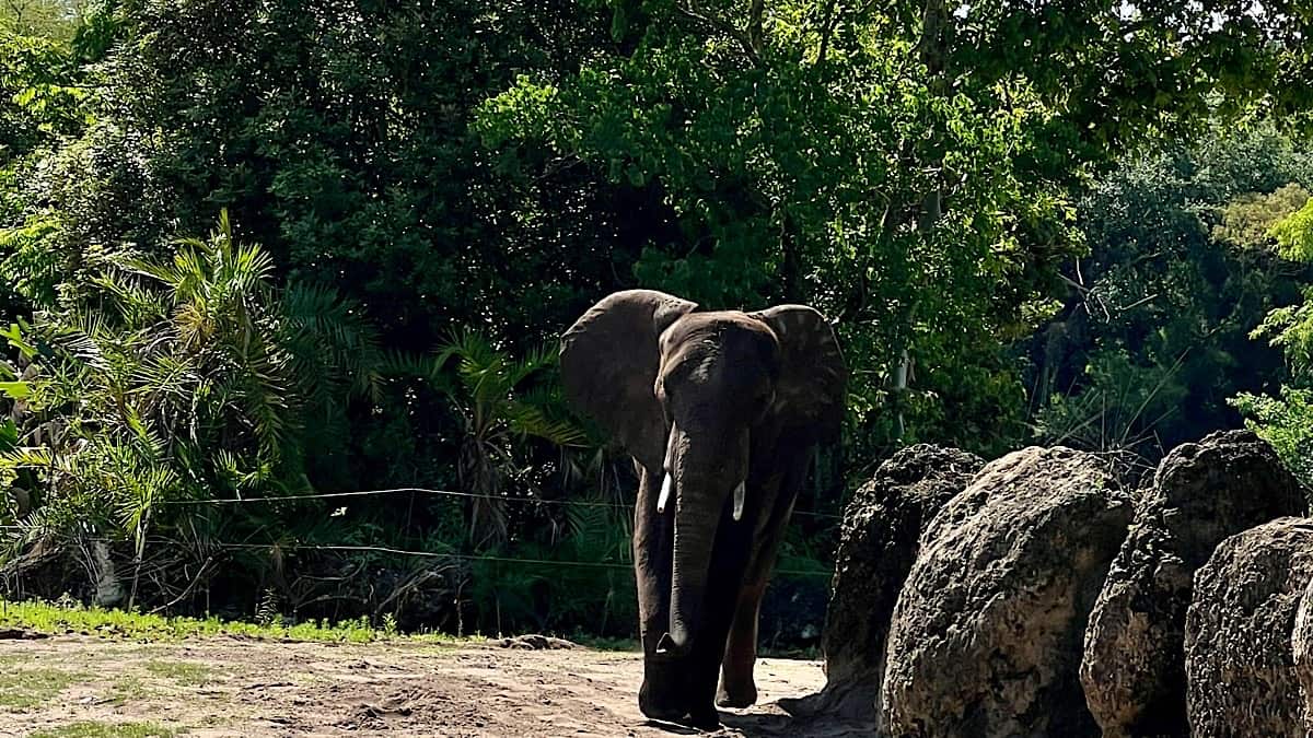 Animal, kingdom, elephant, gentle, giants, backstage tour ...