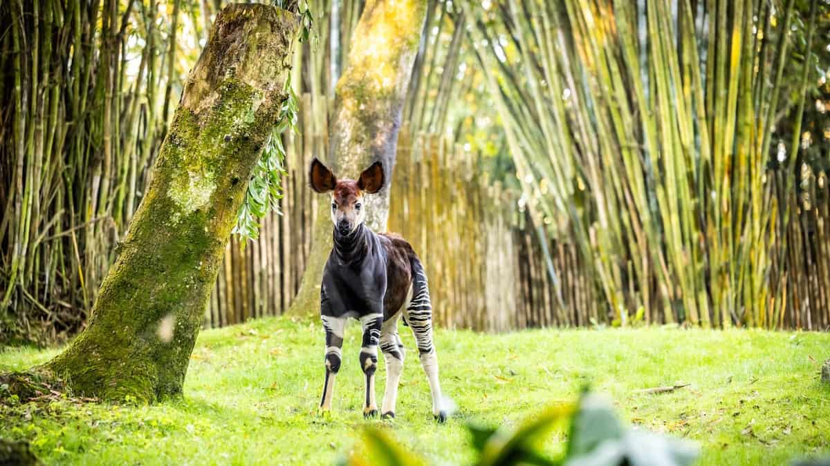 A Rare Baby Animal Makes its Debut in Disney - KennythePirate.com