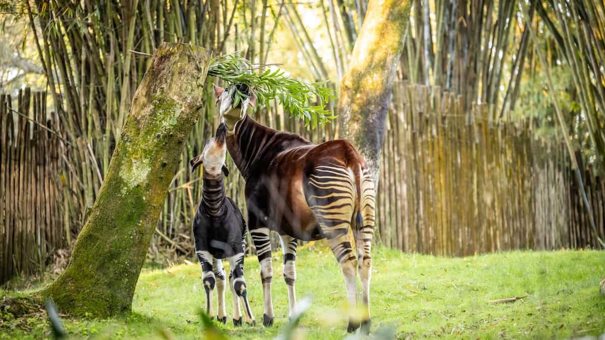 A Rare Baby Animal Makes its Debut in Disney - KennythePirate.com