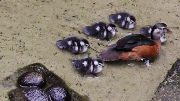The Disney Ducks Welcome Adorable New Babies - KennythePirate.com