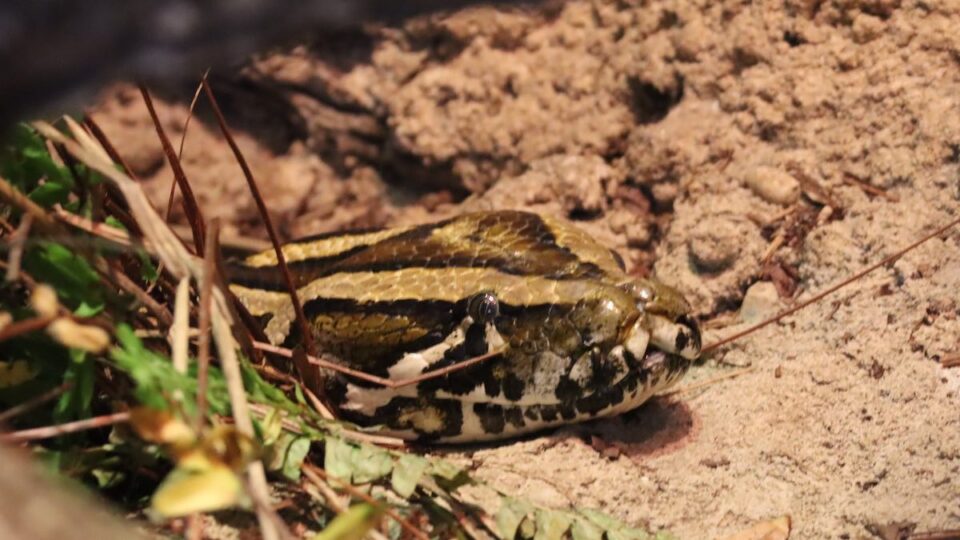 An Invasive Snake Species has Slithered into Disney World ...