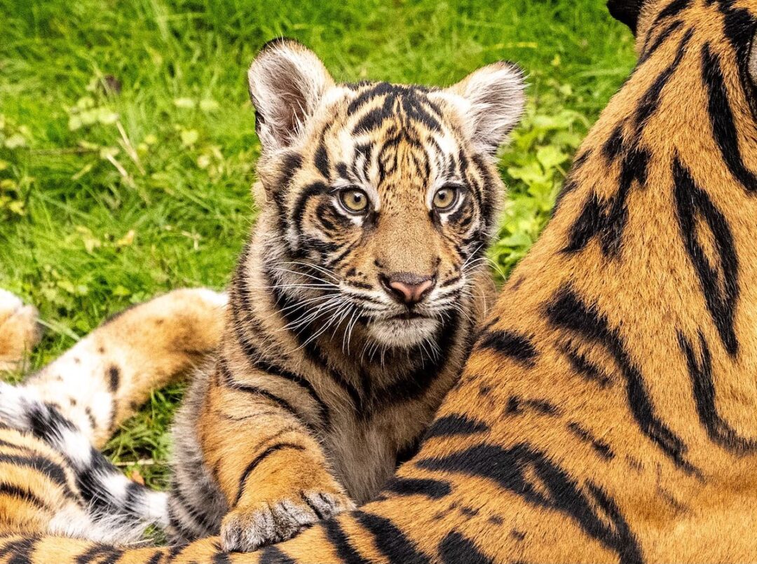 Now You Can Meet Disney World’s New Tiger Cub - KennythePirate.com