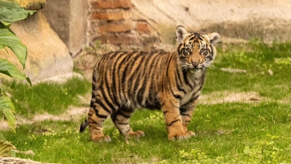 Now You Can Meet Disney World’s New Tiger Cub - KennythePirate.com