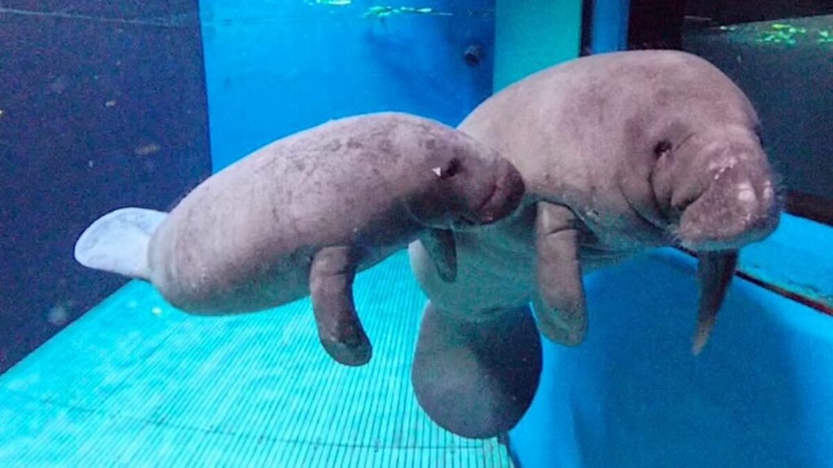 Check Out The Latest Disney World Manatee Update - KennythePirate.com