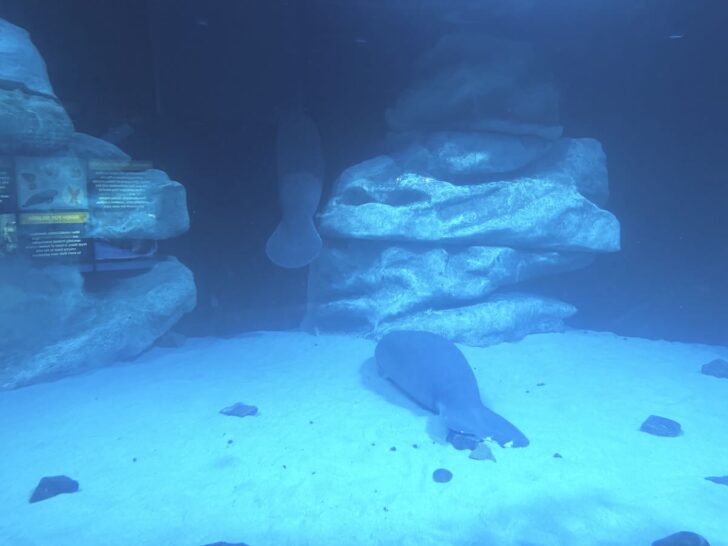 Disney Releases Manatee Back Into The Wild! - KennythePirate.com